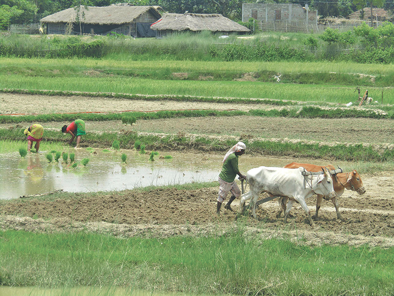 Paddy transplantation at over 68 percent
