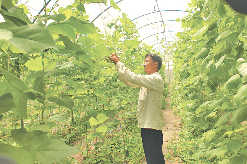 Plastic tunnel farming takes off in Parbat