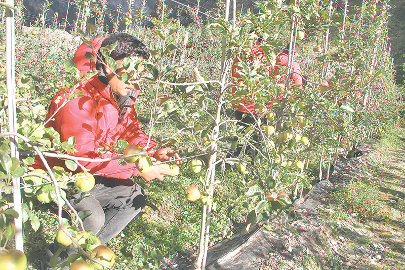 Prices of Mustang apples double on high demand