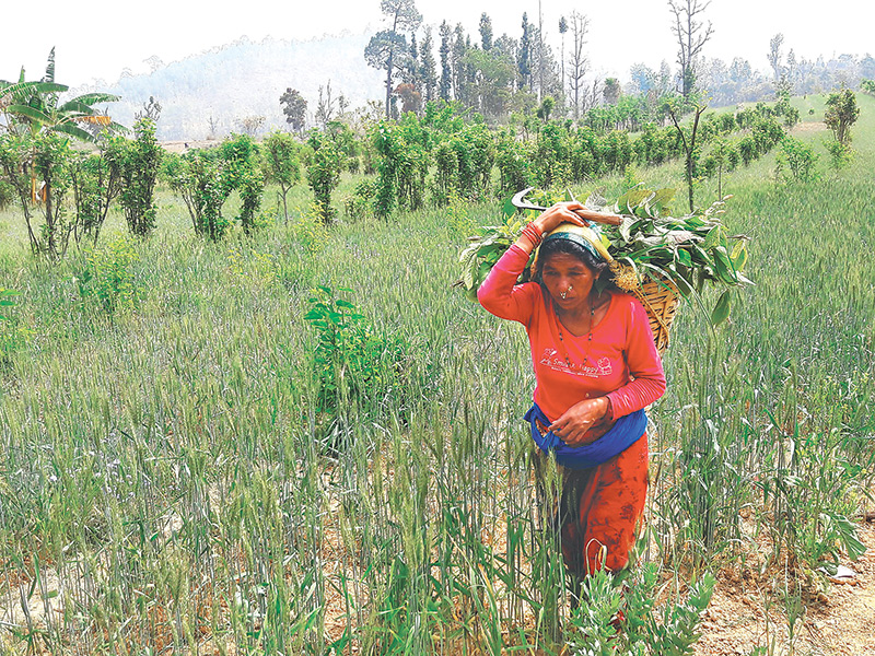 Grass farming nets profits for farmers
