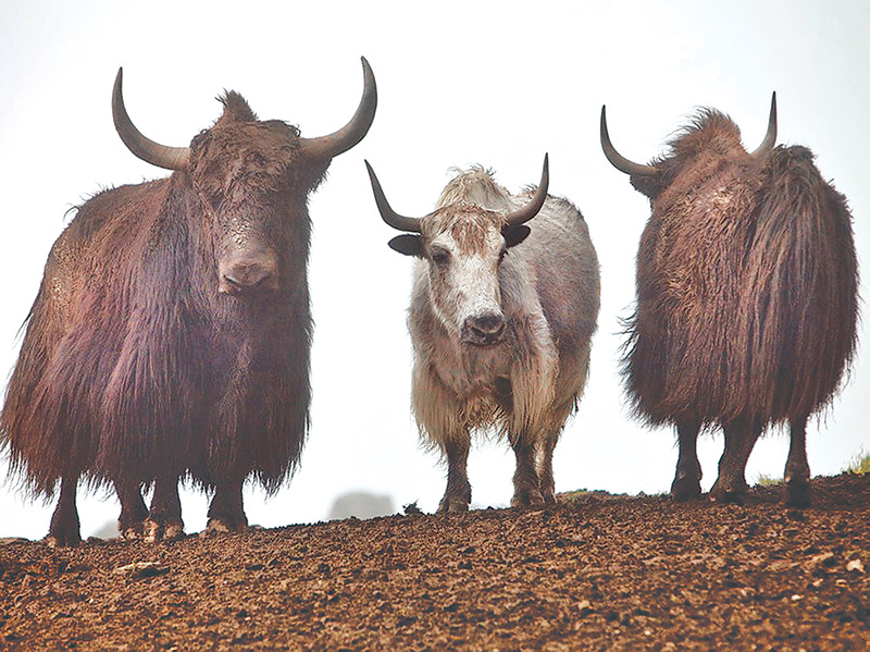 Yaks face extinction due to low birth rate