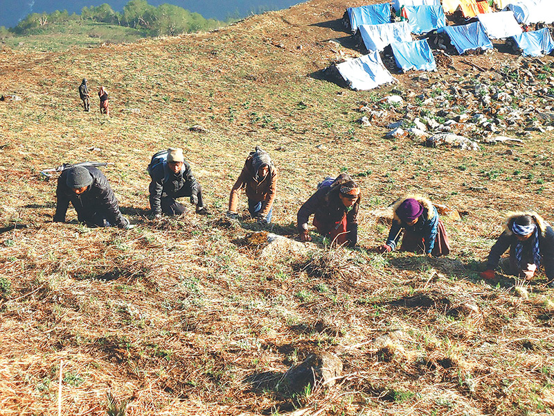 Yarsagumba collection surges in Bajhang