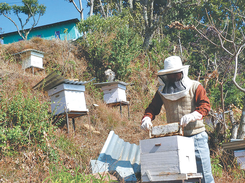 Apiculture brings sweet success to farmers