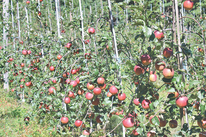 Bountiful Harvest: Farm harvests 215,000kg of apples worth Rs32 million