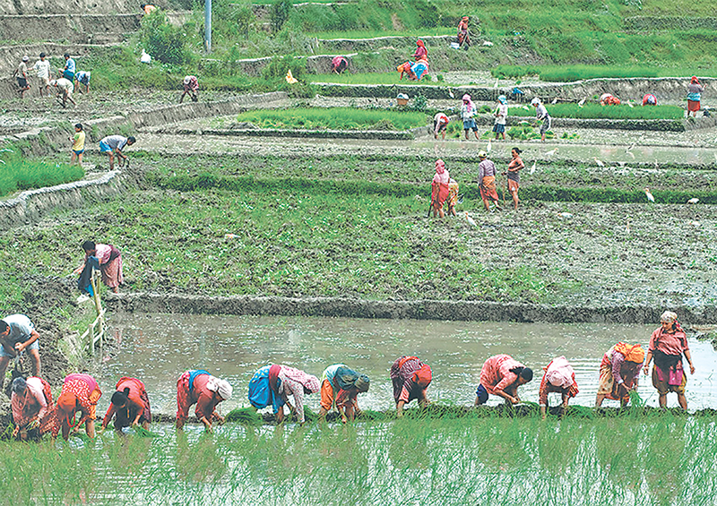 Paddy transplantation reaches 40pc in Parsa
