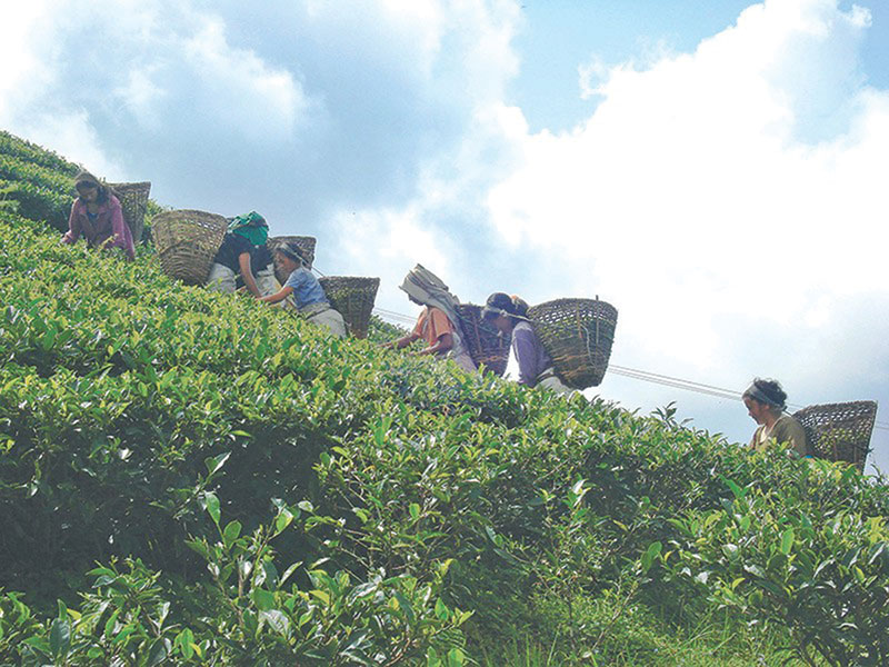 ‘Nepal Tea’ set to be trademarked soon
