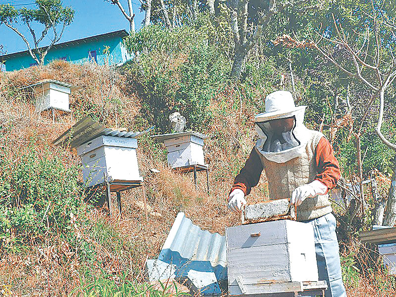 Modern beekeeping key to Chepang makeover