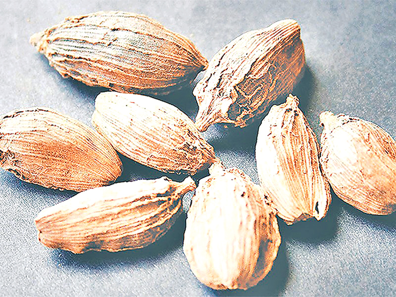 Large cardamom price expected to fall further
