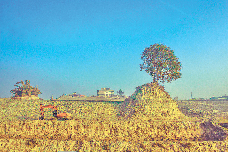 Nepali photograph wins Asian Tree of the Year