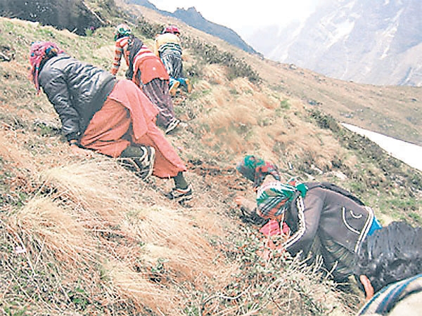 Three Yarcha pickers succumb to altitude sickness in Dolpa
