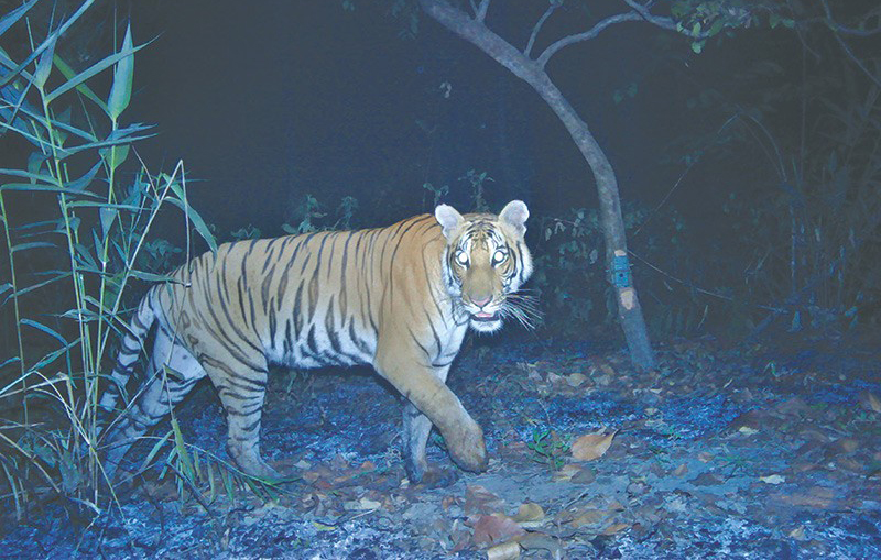 Camera traps installed to monitor animals’ movement