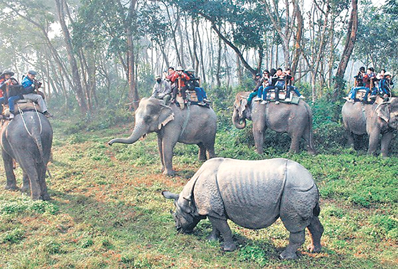 Chitwan National Park tourist inflow up 7.5pc