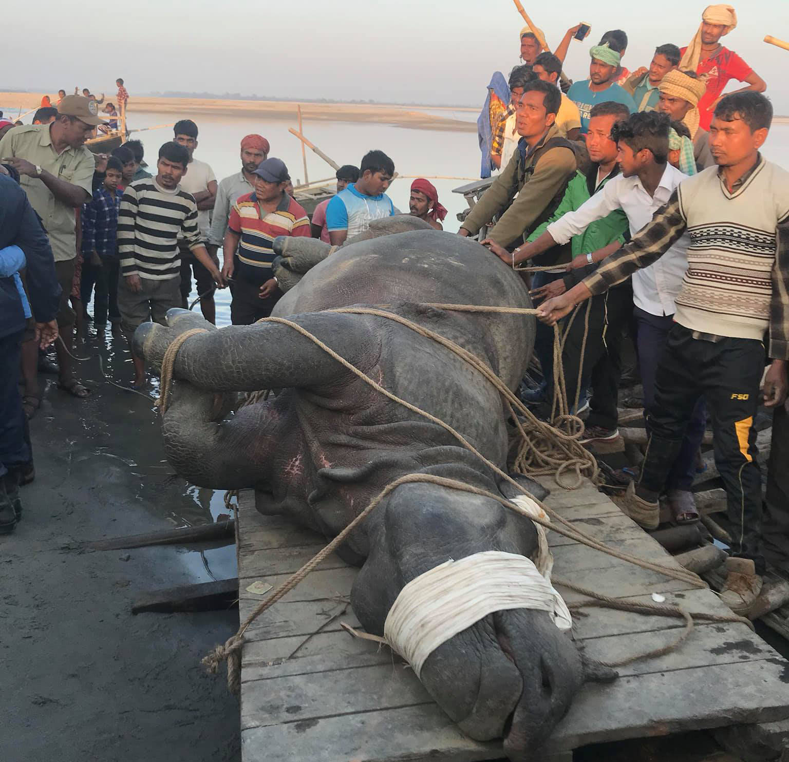 Park officials rescue rhino from Susta