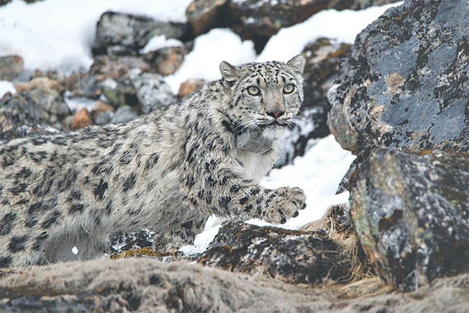 Government to study snow leopard movement