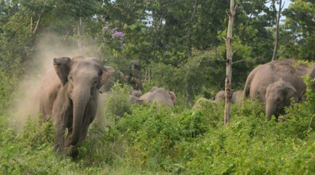 Wild elephants run amok in the East