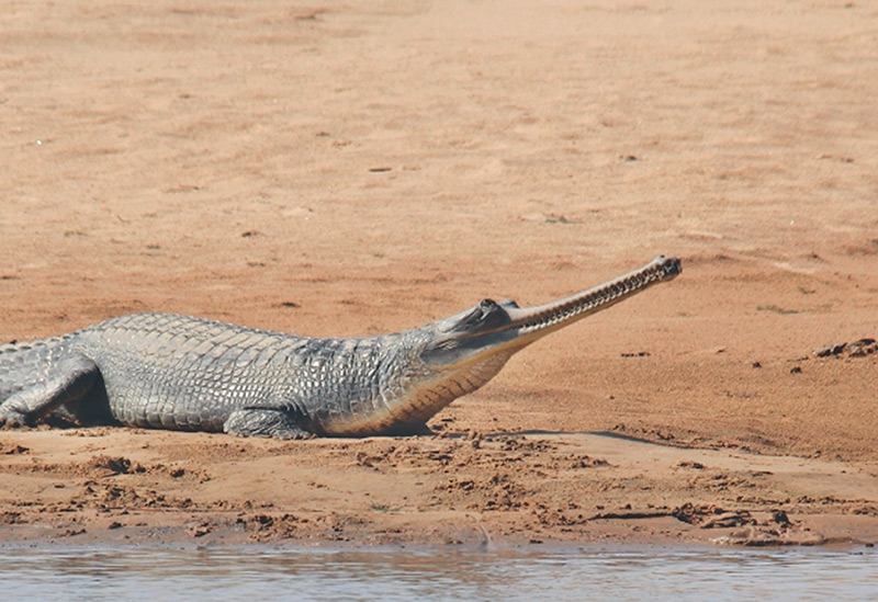Sighting of male gharials offers park officials hope