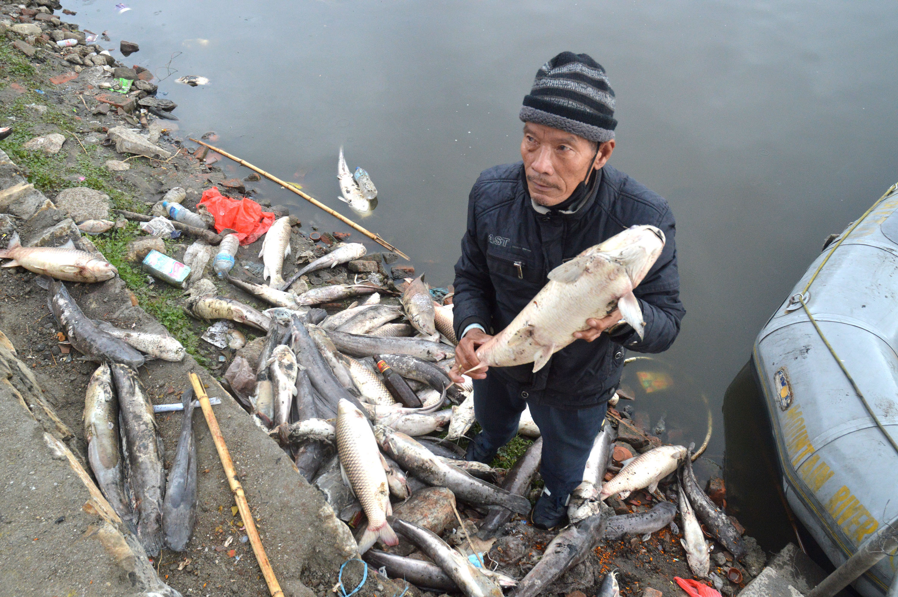 Fish dying in droves in Kamal Pokhari (In photos)