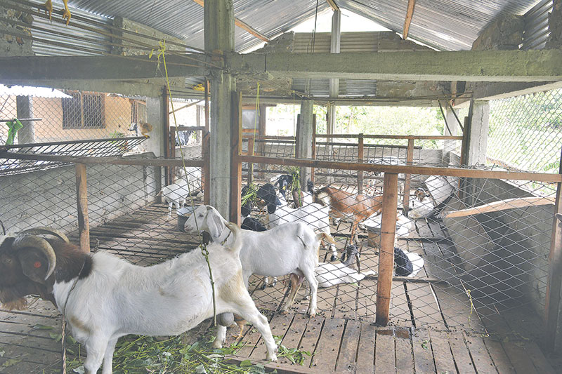 Goat farming brings joy to farmers in Salyan