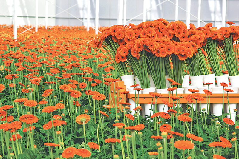 Floriculture business booms alongside rapid urbanisation