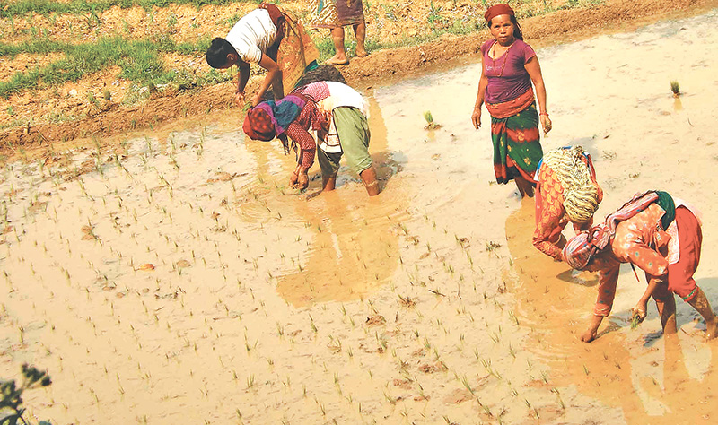 Farmers prefer buying rice to planting spring paddy