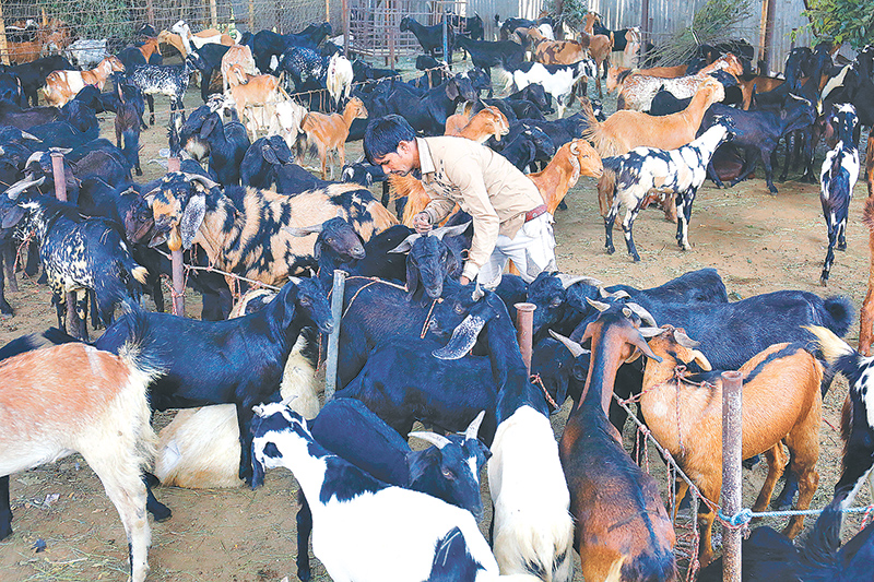 Over 55,000 goats sold in Valley during Dashain
