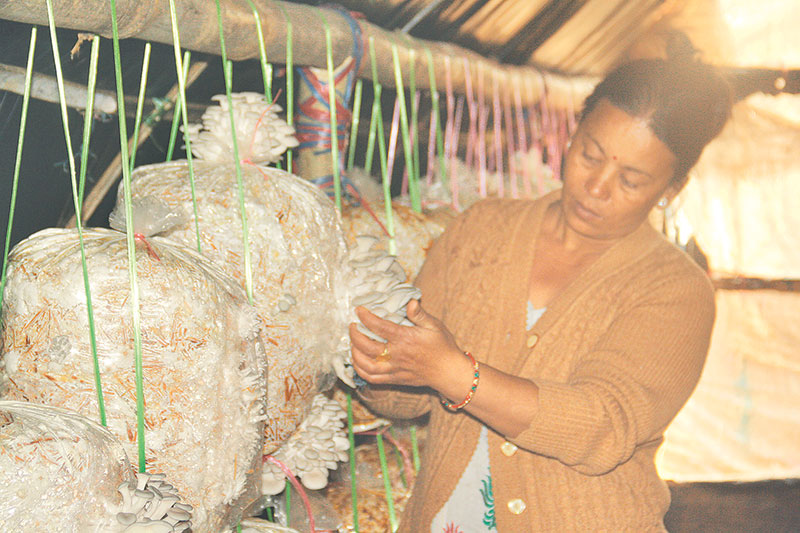 Mushroom venture pays dividend for farmers