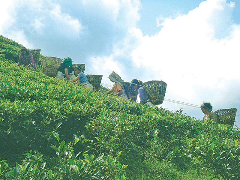 Establishment of tea auction centre stalls