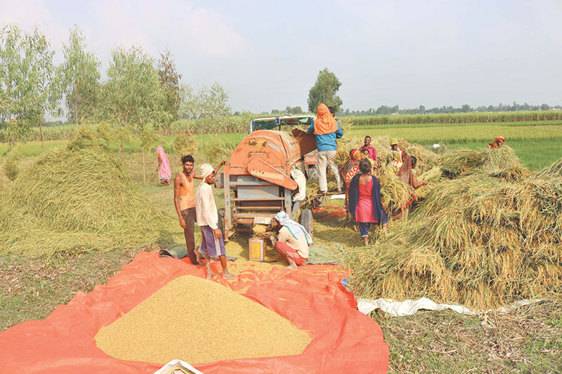 Paddy price hiked to Rs2,460.57 per quintal