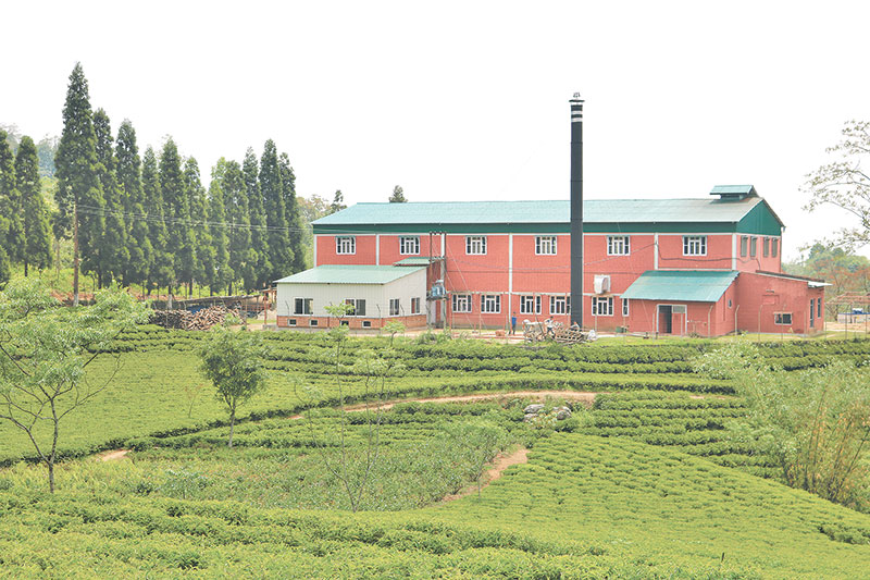 Nepali factories struggle to find green tea leaves