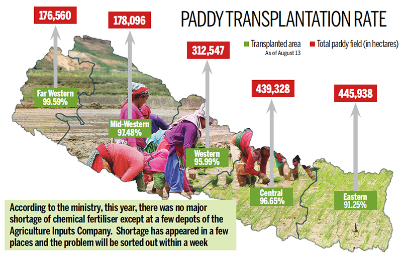 Paddy plantation at over 95 percent, fastest in recent years