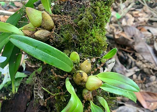 224 orchid species recorded in Annapurna Conservation Area