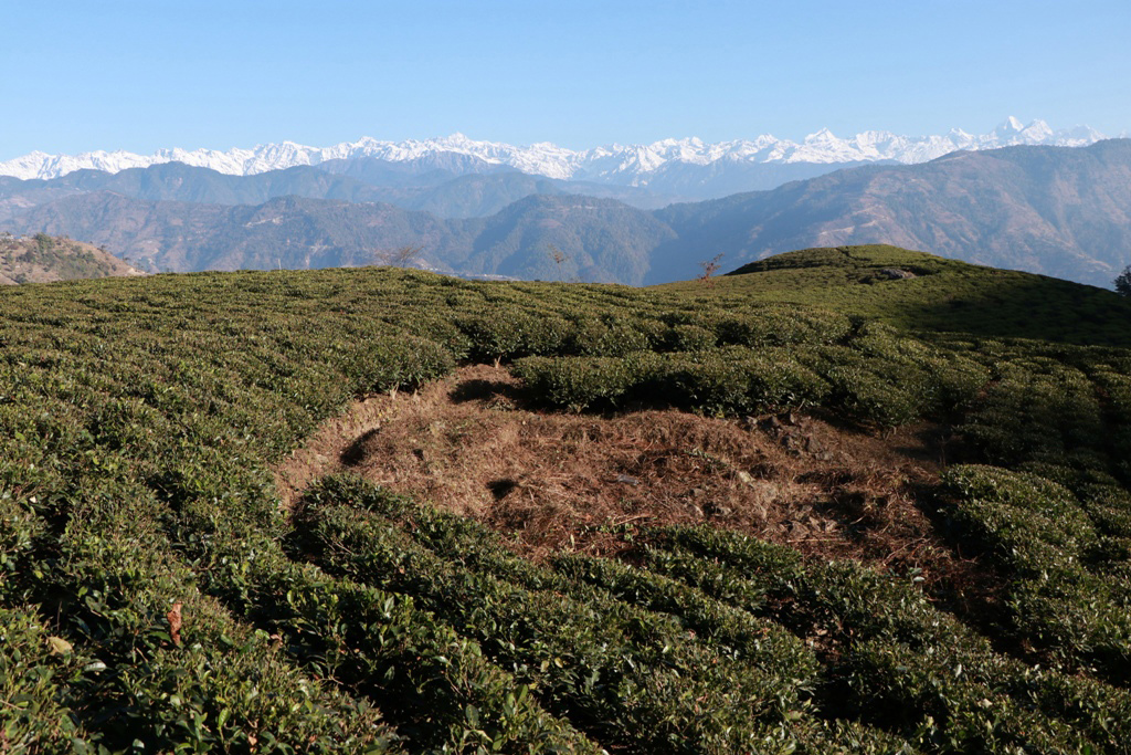 Everest Tea Garden likely to resume production soon
