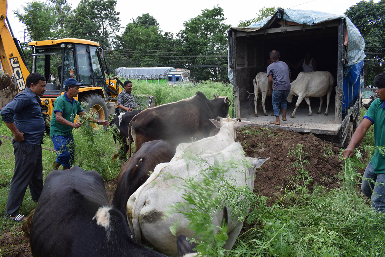 Local units take initiatives to manage stray animals