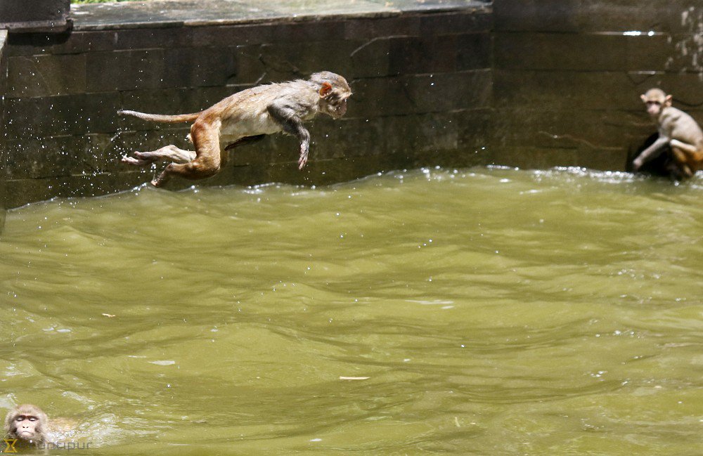 Study: Monkey population threatens heritage sites