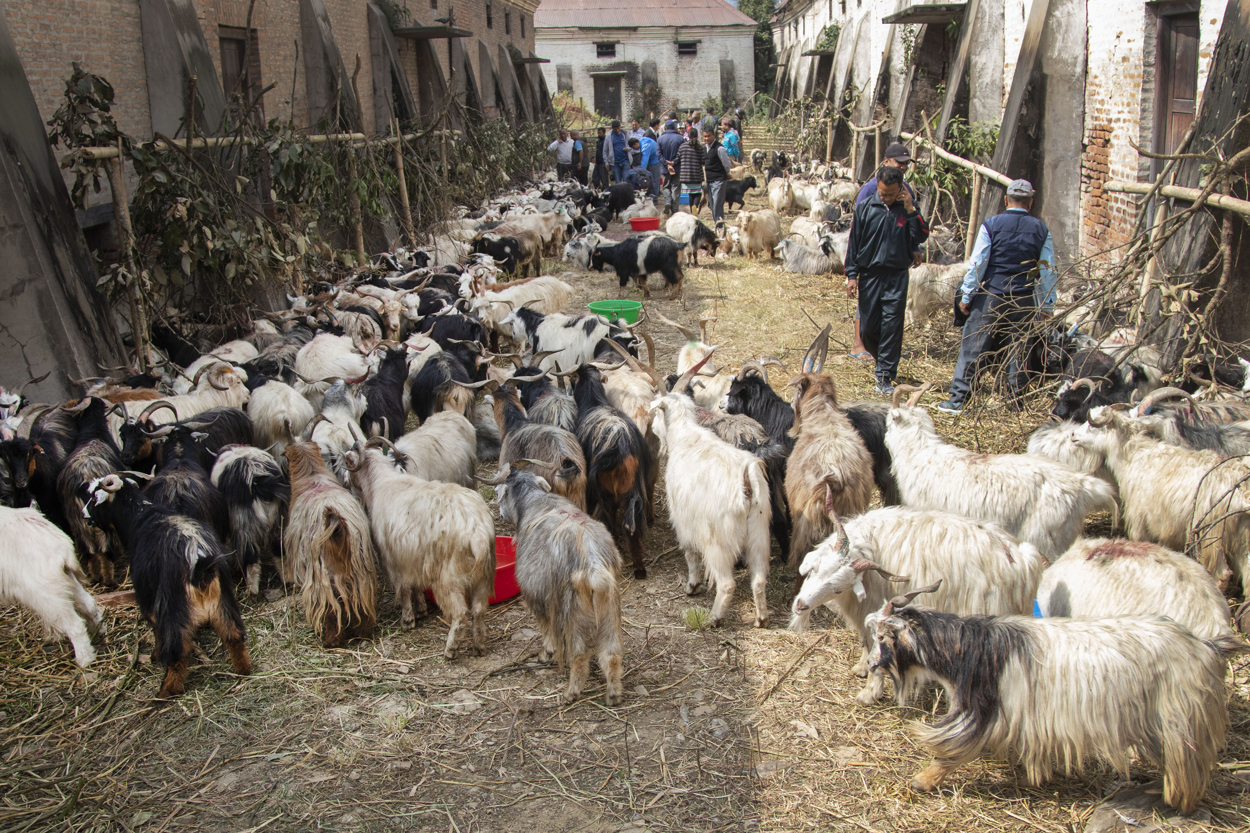 Food corporation to supply 3,000 goats to Kathmandu to meet the Dashain ...