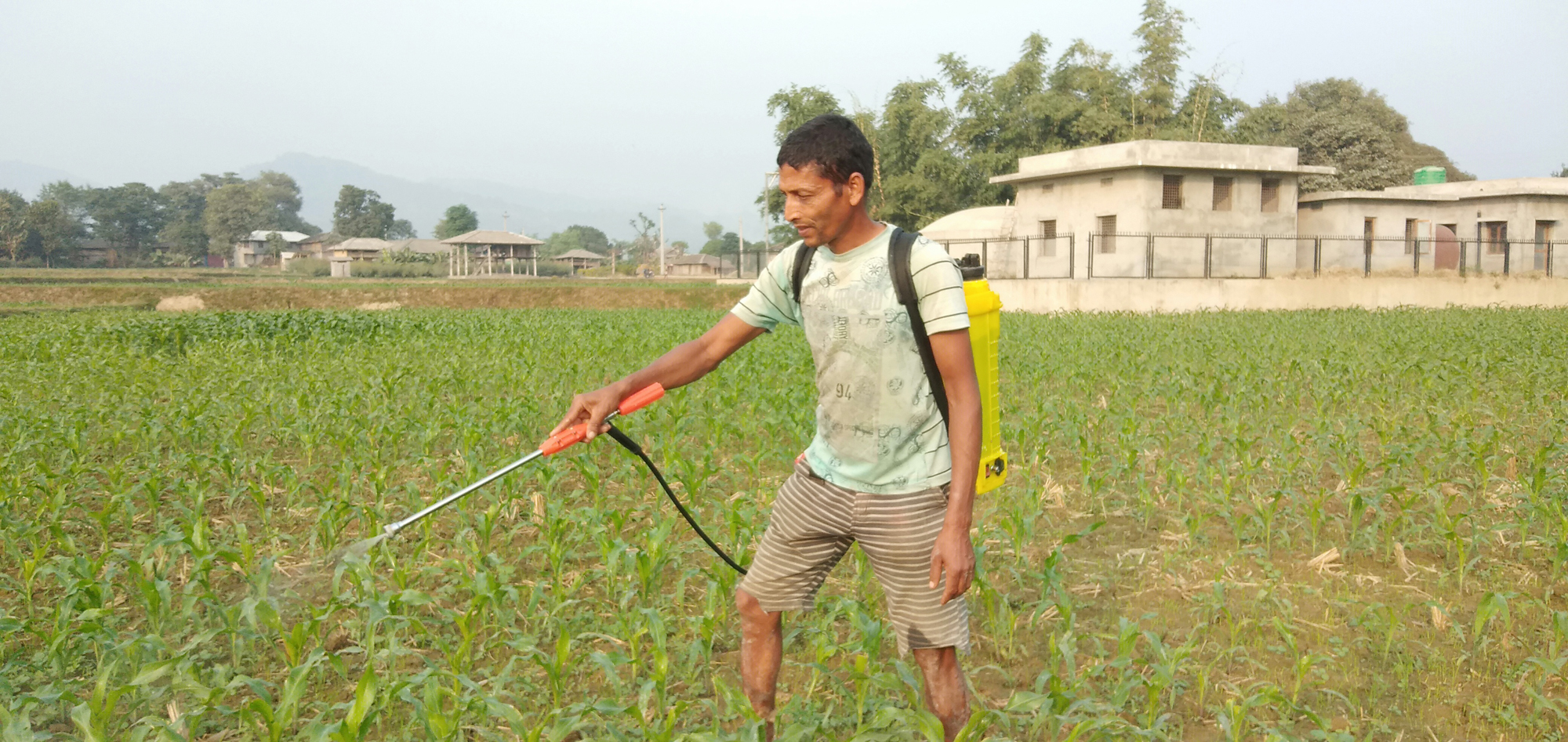 Fall Armyworm ruin hundreds of bighas of corn fields across Sarlahi