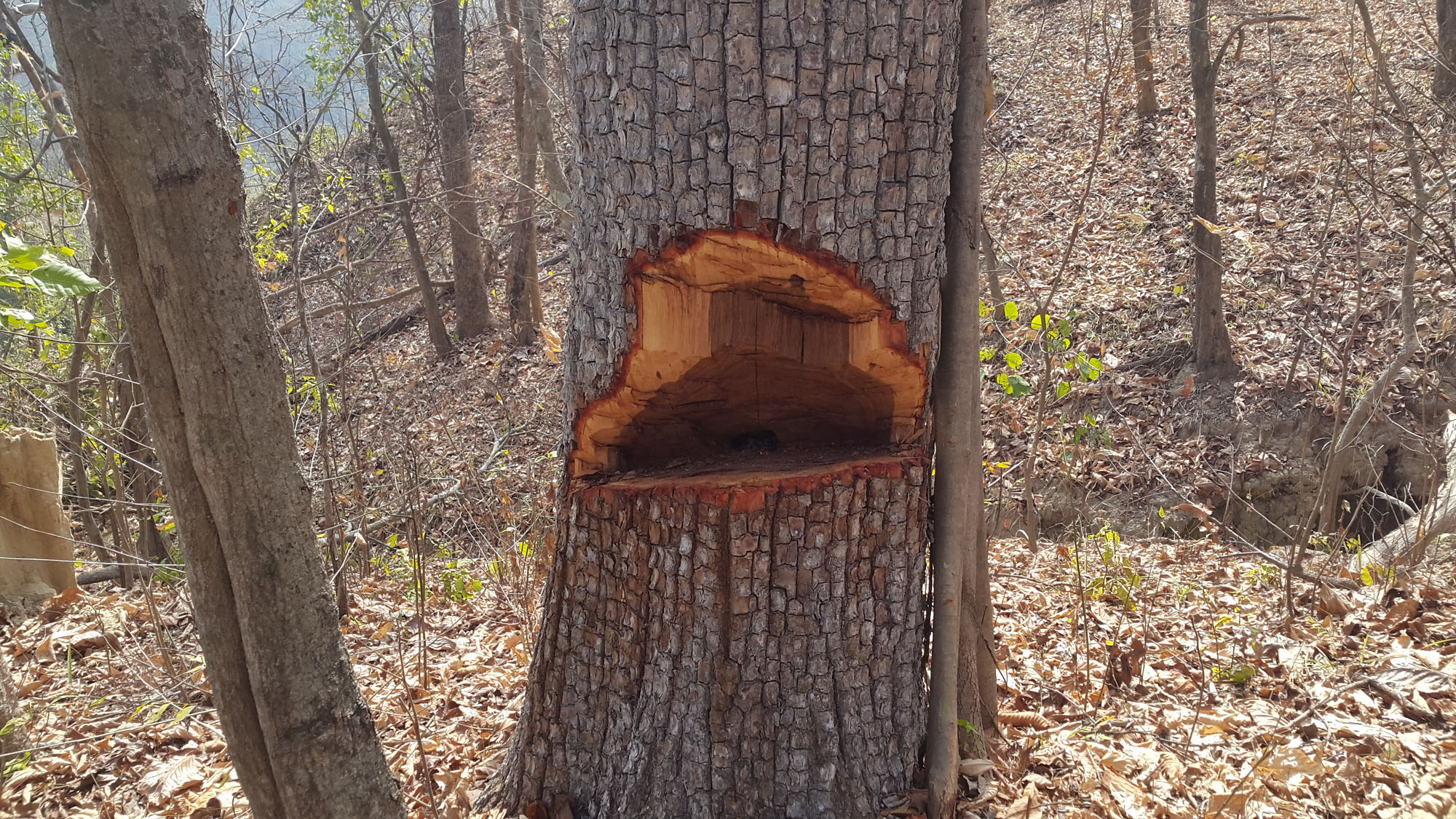 Timber smuggling rife in forests of Chure Range