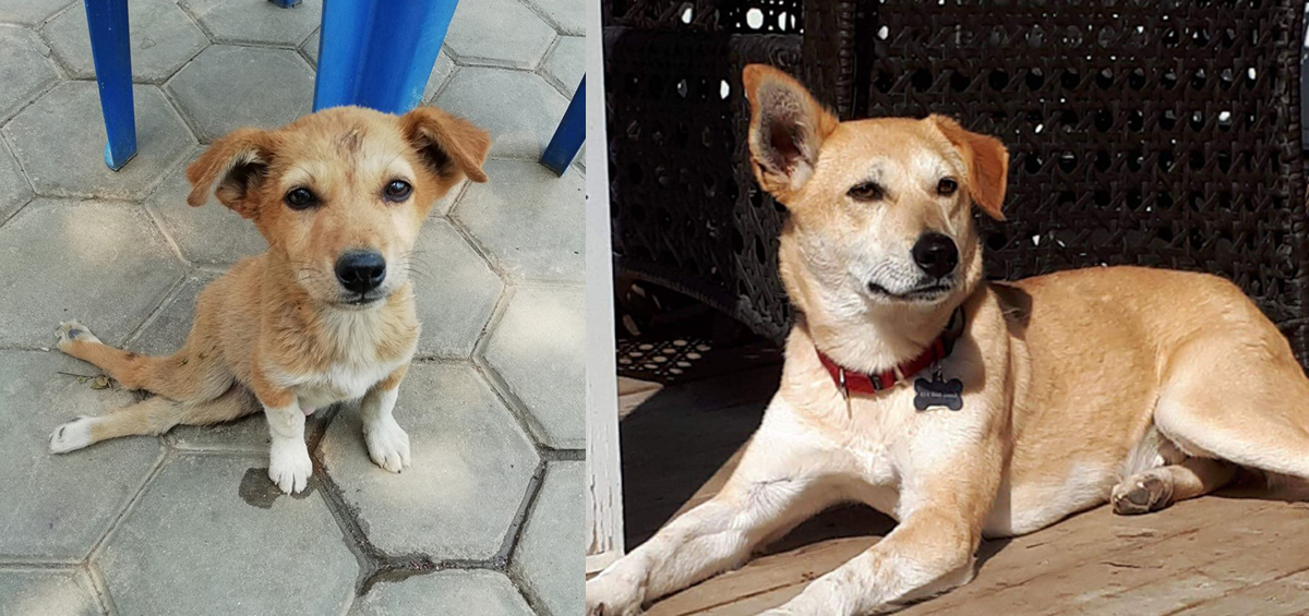 This organisation is helping Nepali street dogs build a new life overseas