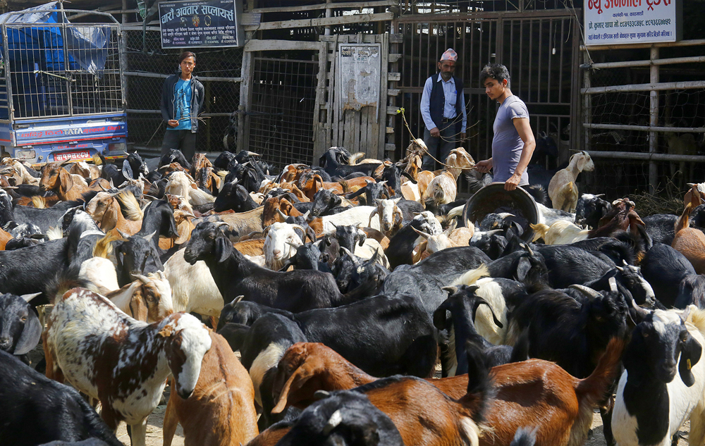 Kathmandu Metropolitan City starts goat inspection process for Dashain