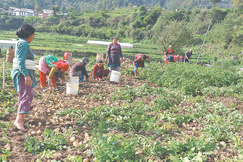 Regulatory body to be set up to oversee organic farming