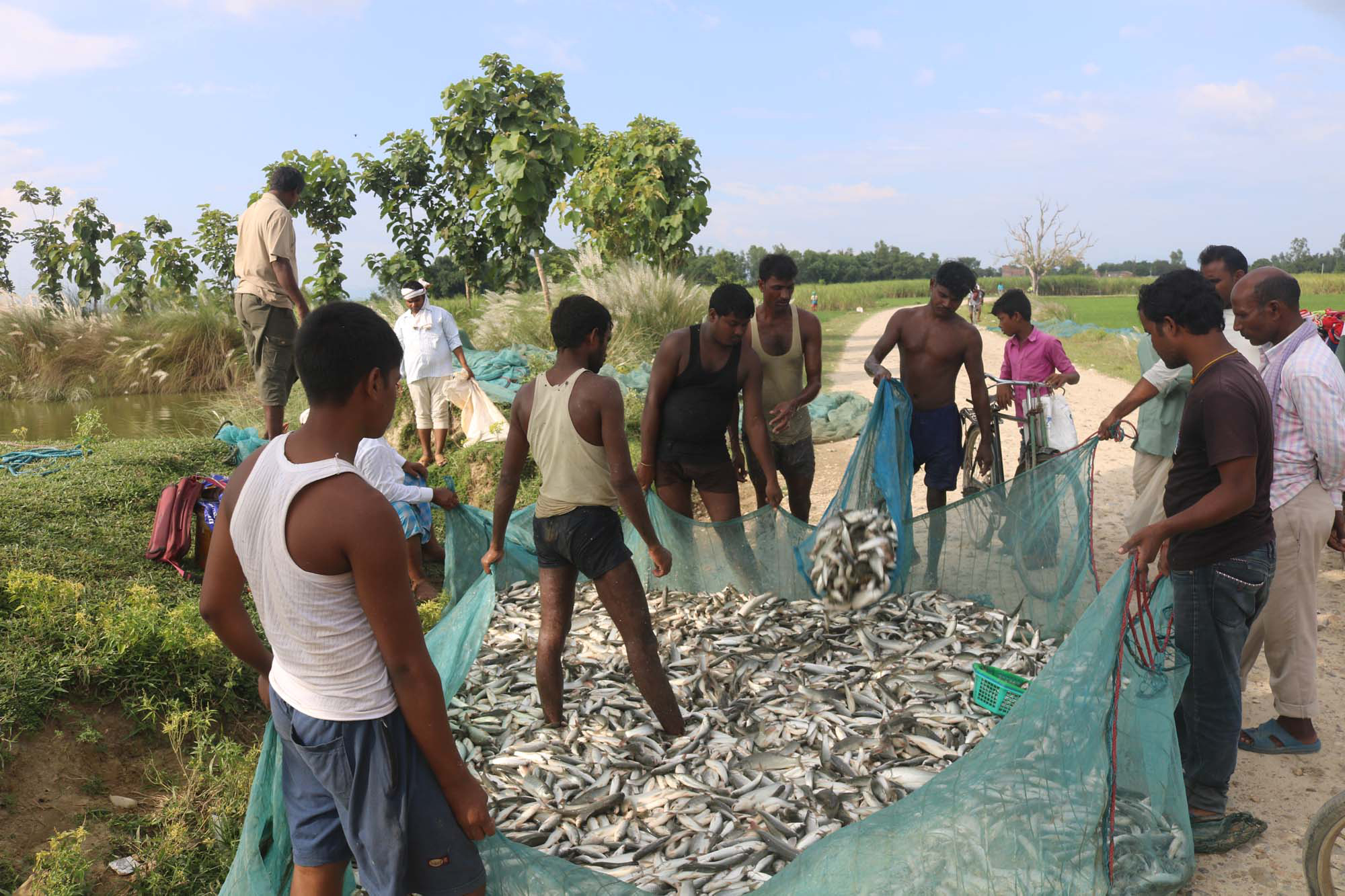 Fish imports sink 30pc as domestic production swells