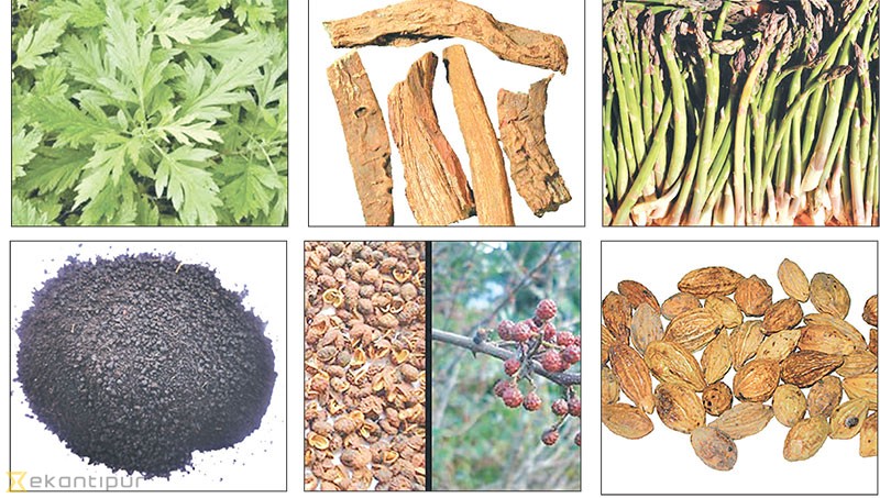 Name Of Shrubs Found In Nepal