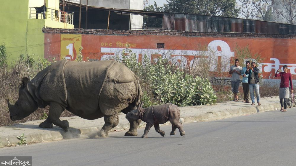 Rhino enters human settlement for delivery in Chitwan