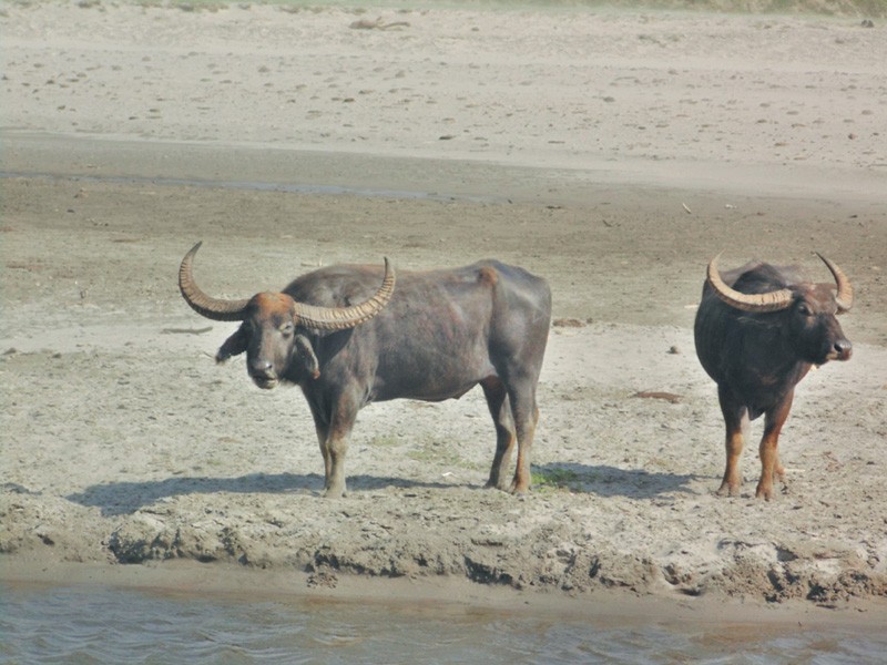 Chitwan National Park to expand the habitat of wild water buffaloes
