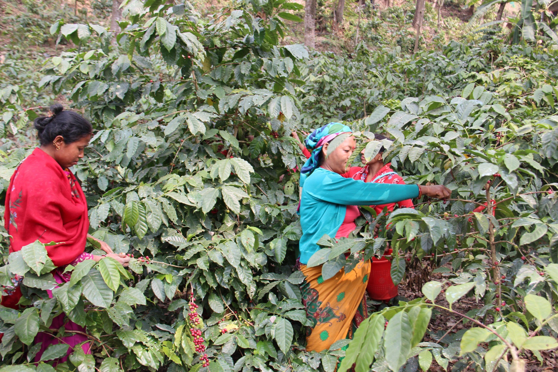 Coffee farmers demand policy to boost output amid rising demand