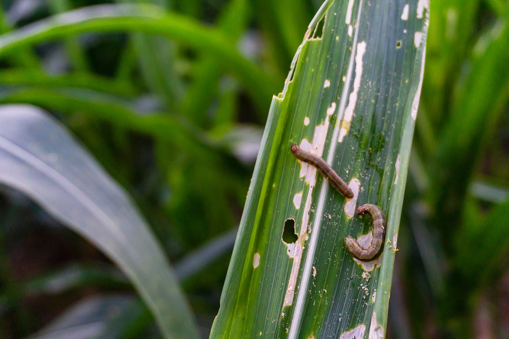 Fall armyworm ravages cornfields at an alarming rate in central plains
