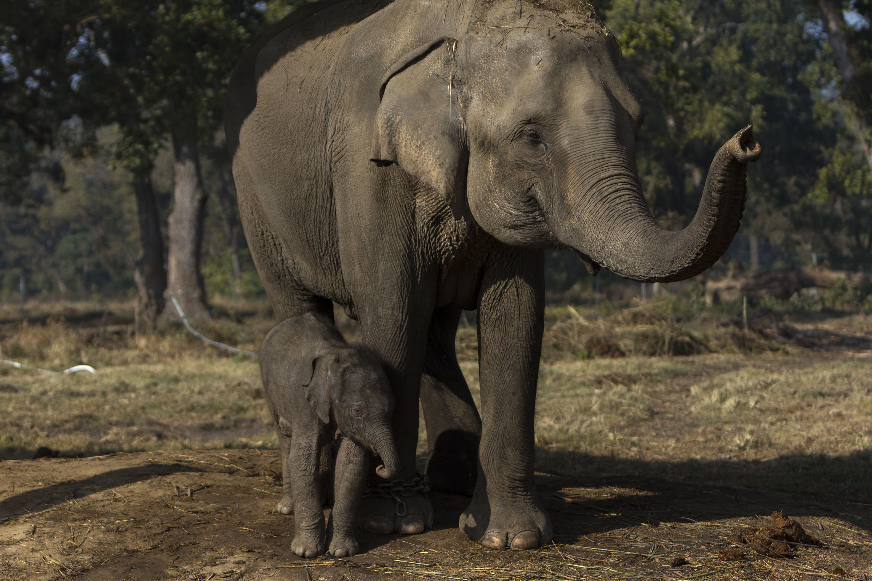 Reducing the elephant-human conflict