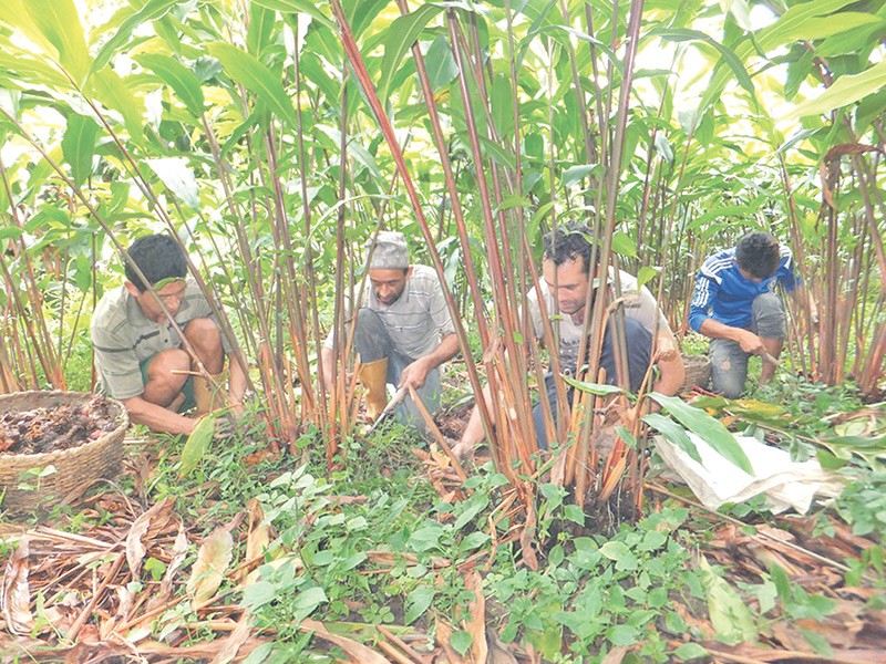 High returns drive Baglung farmers to growing cardamom