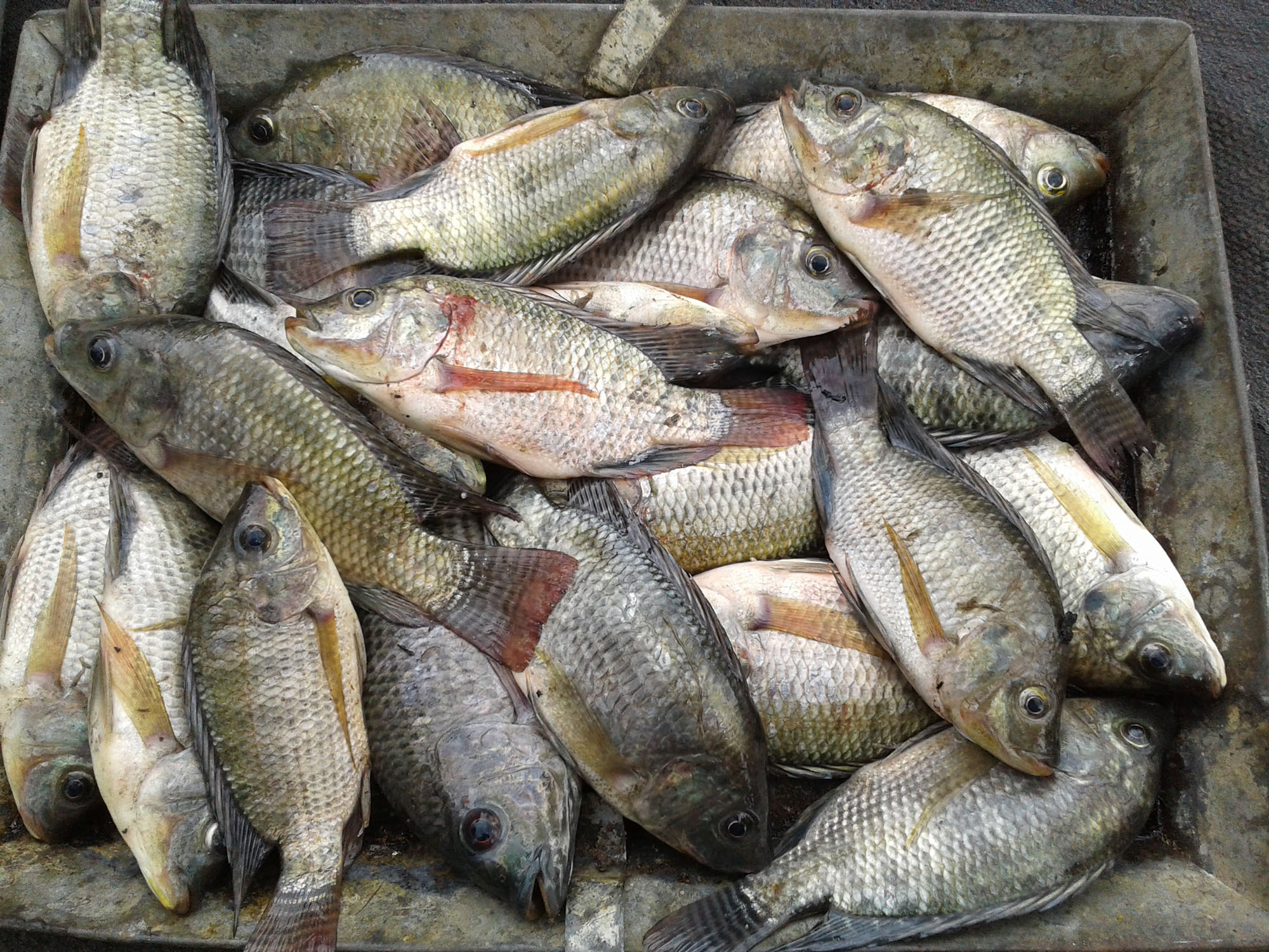 Researchers produce monosex population of highly fertile tilapia