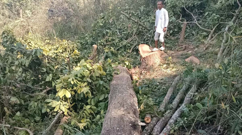 Transmission line project fell dozens of sal trees without permission